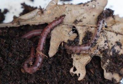 04.08.2015 Hazardous Diet: How Earthworms protect themselves against ...
