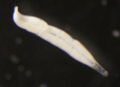 Symbioses in shallow water sediments