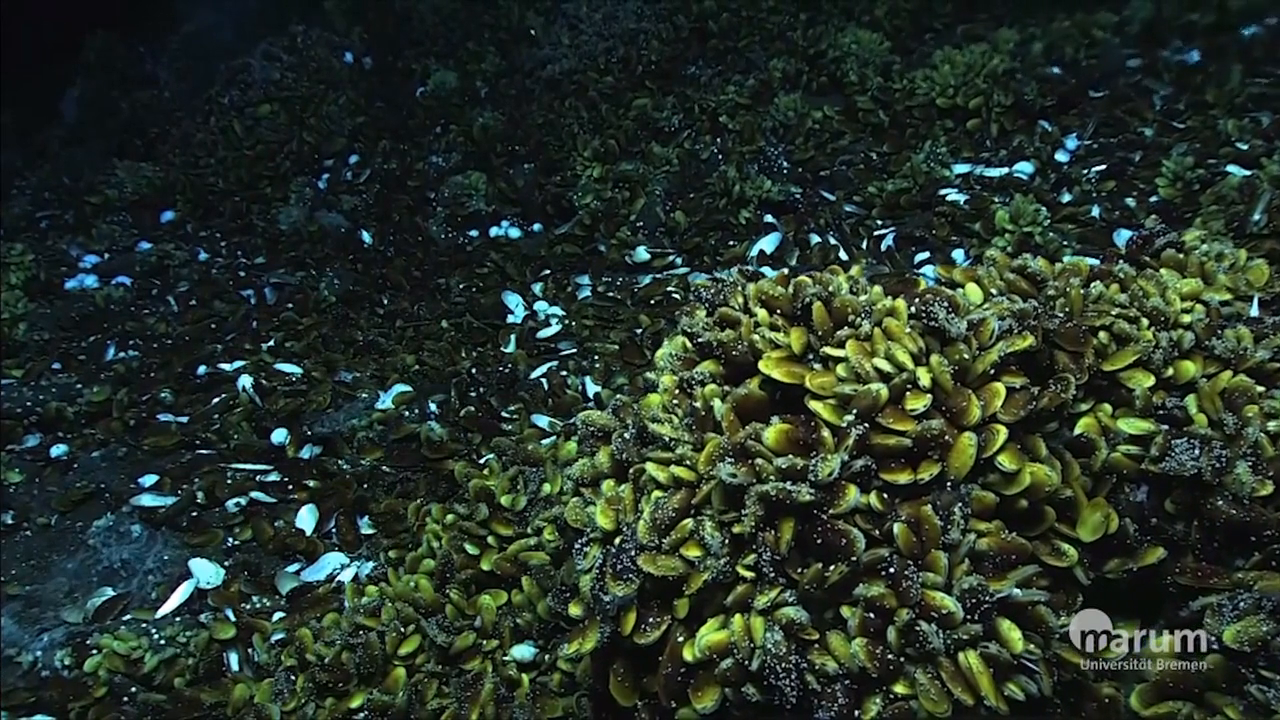 1 The New Hydrothermal Vent Ecosystem Adapted From Van Life In The