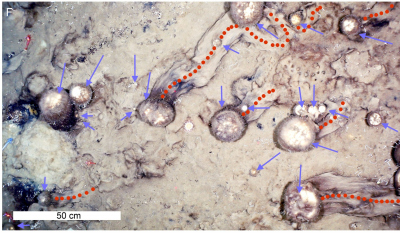 Surprise in the deep sea: Researchers discover sponge paths on the ...